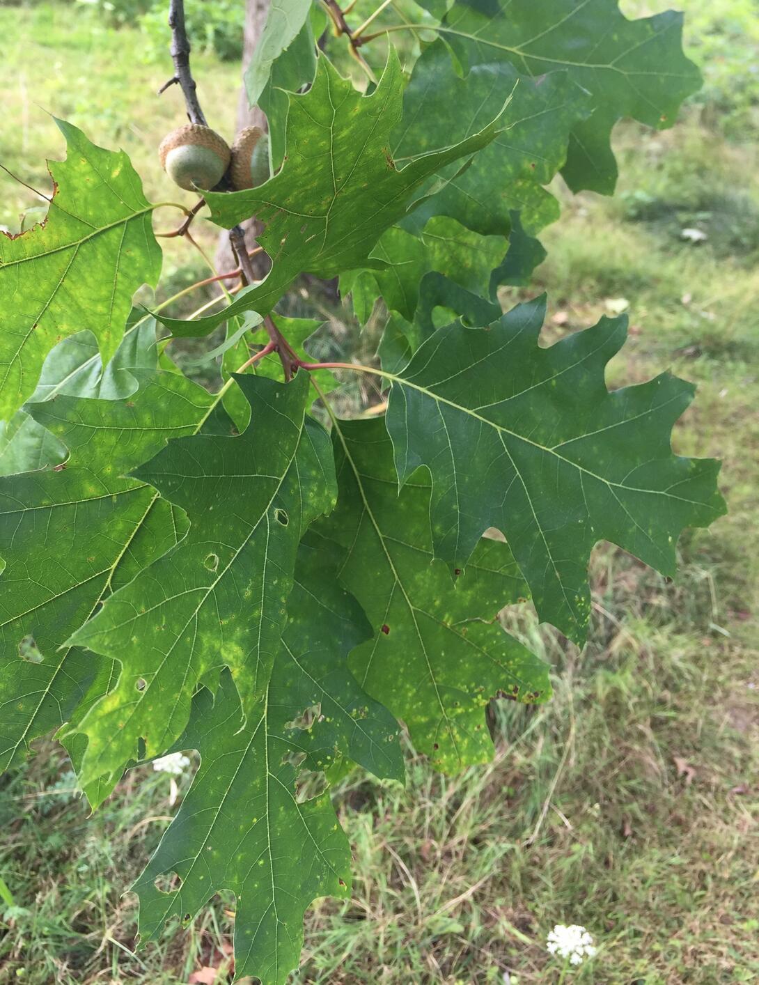 Northern Red Oak | CMP Tree Selection Tool